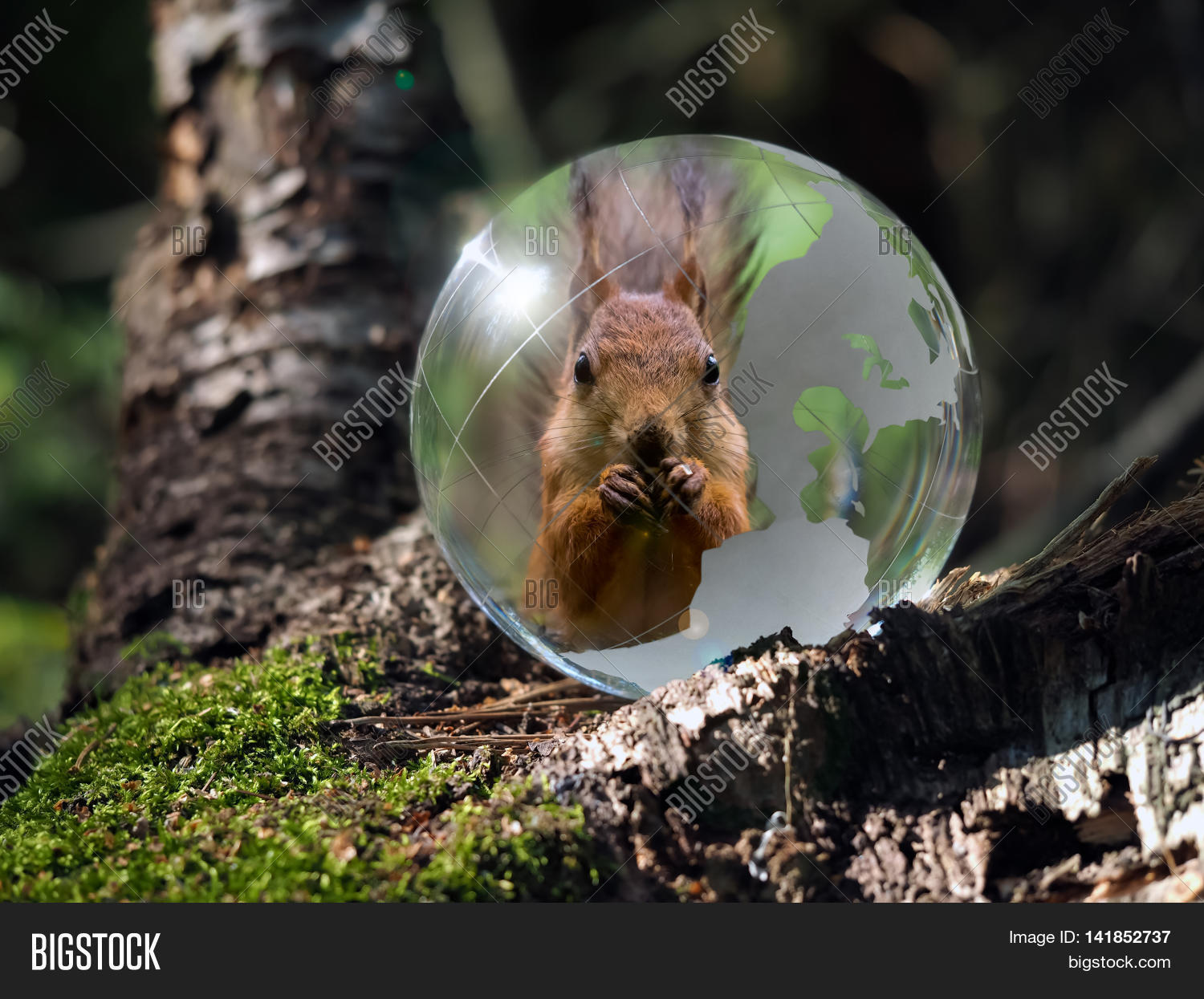 Ball Sphere Woods On Image & Photo (Free Trial) | Bigstock