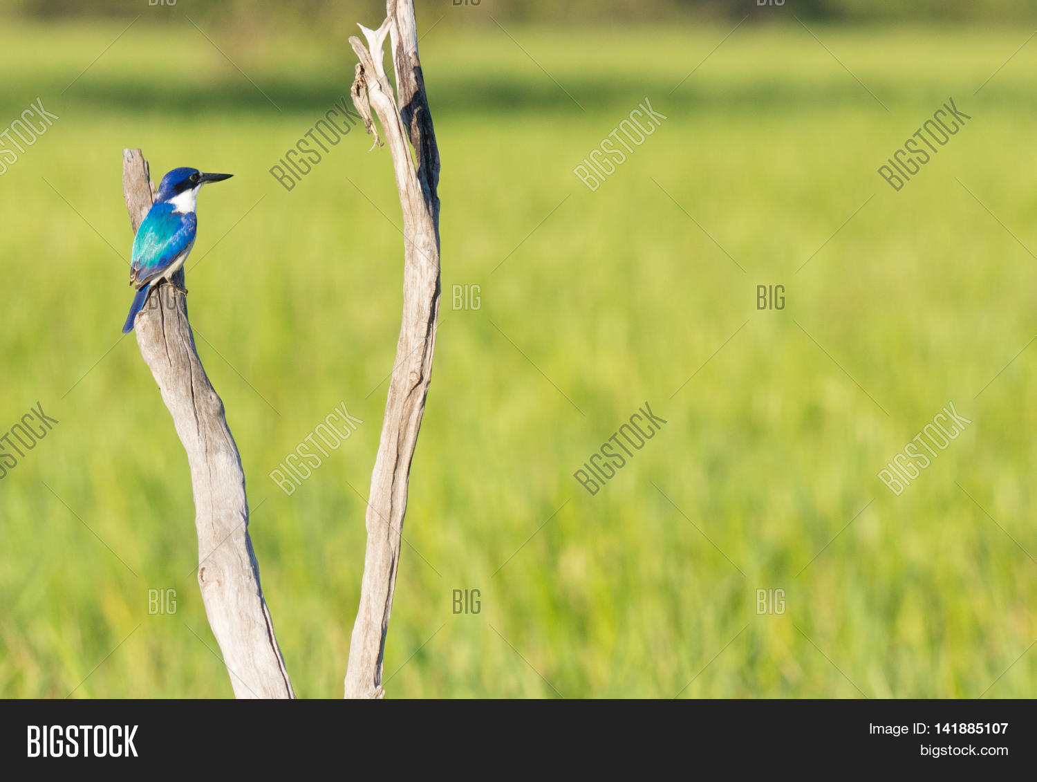 Beautiful Blue Forest Image & Photo (Free Trial) | Bigstock