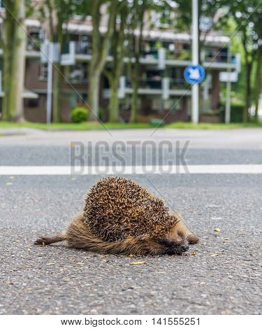 Fully Grown Hedgehog Image & Photo (Free Trial) | Bigstock