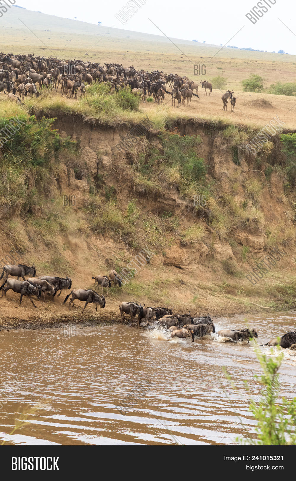 Migration Large Herds Image & Photo (Free Trial) | Bigstock