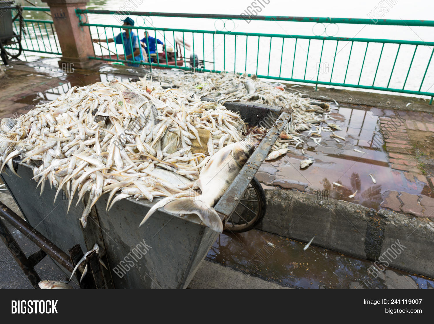 Pile Dead Fish Laying Image & Photo (Free Trial) | Bigstock