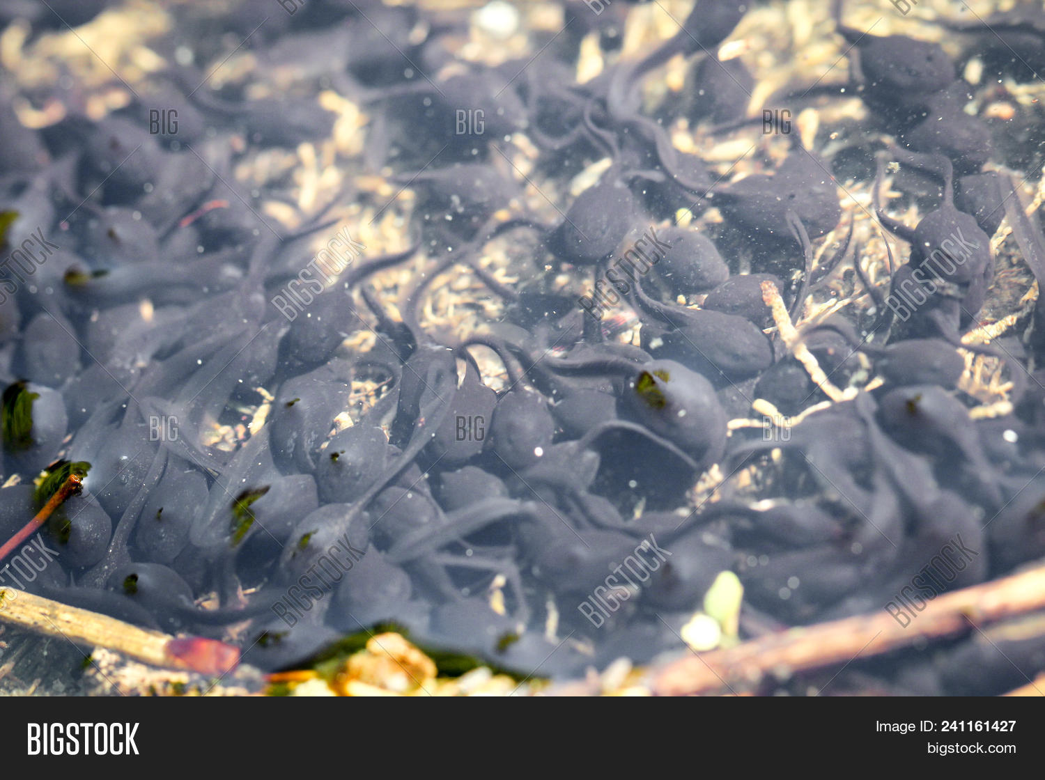 This Tadpole They Grow Image & Photo (Free Trial) | Bigstock