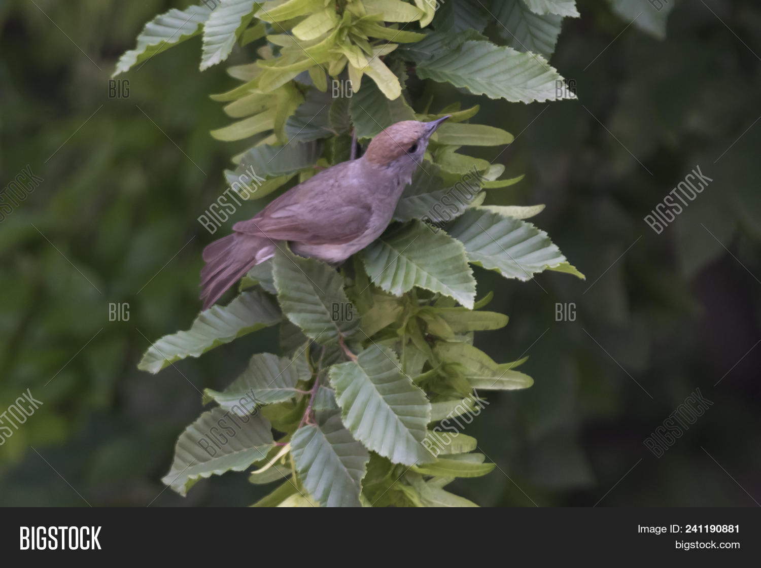 Female Blackcap On Image & Photo (Free Trial) | Bigstock