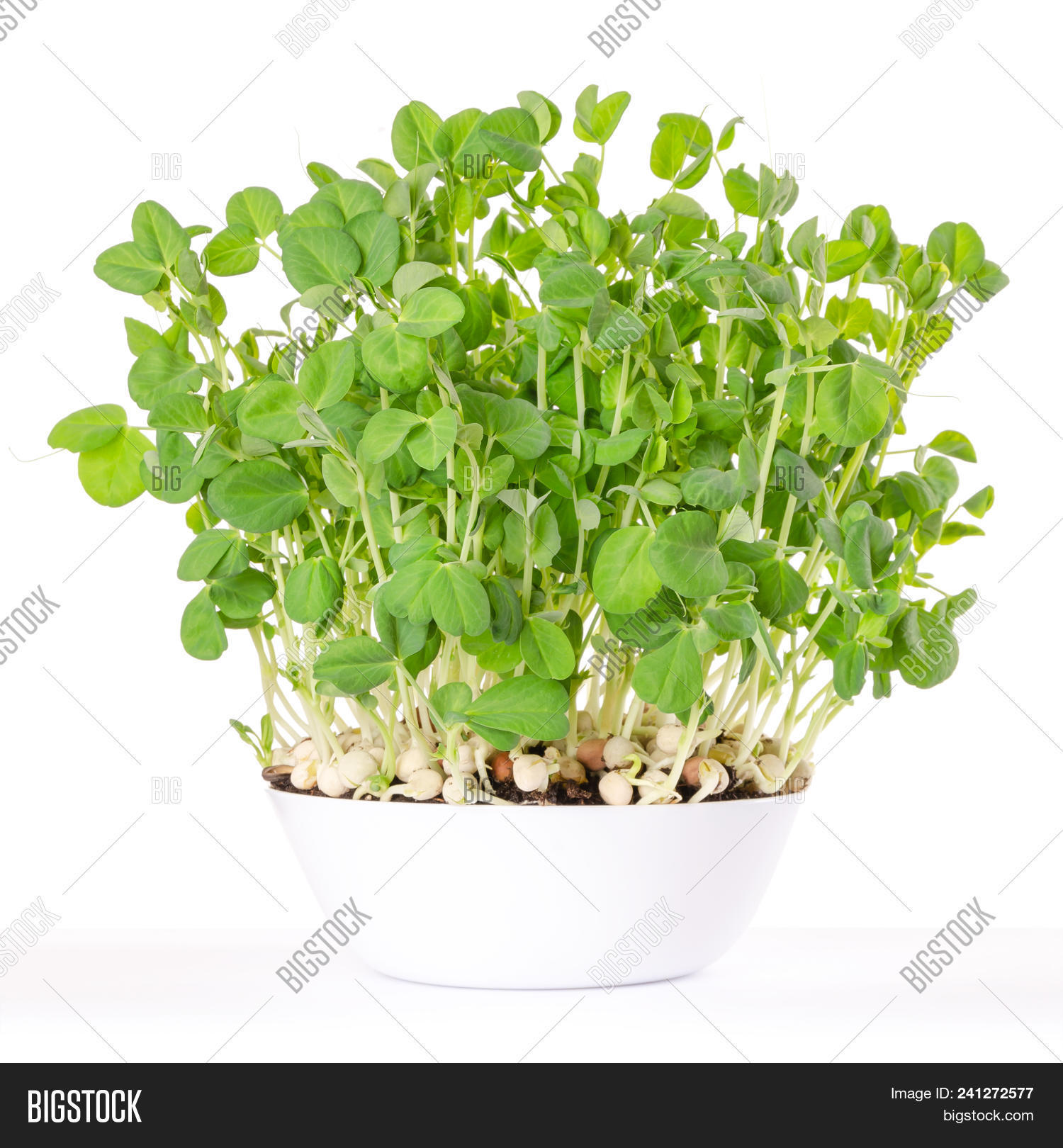 Snow Pea Microgreen Image & Photo (Free Trial) | Bigstock