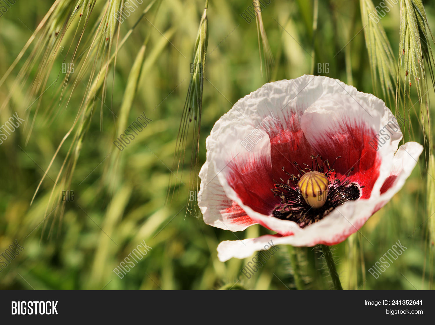 White Poppy Sun On Image & Photo (Free Trial) | Bigstock
