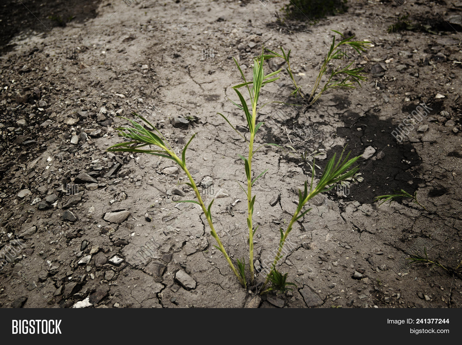 Green Plant On Dry Image & Photo (Free Trial) | Bigstock