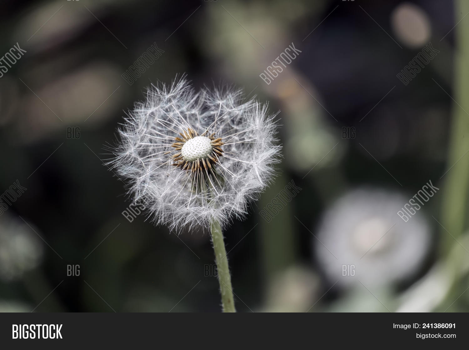 Faded Dandelion Image & Photo (Free Trial) | Bigstock