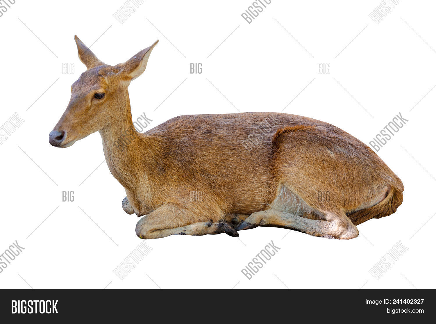 Deer Lying On Floor. Image & Photo (Free Trial) | Bigstock