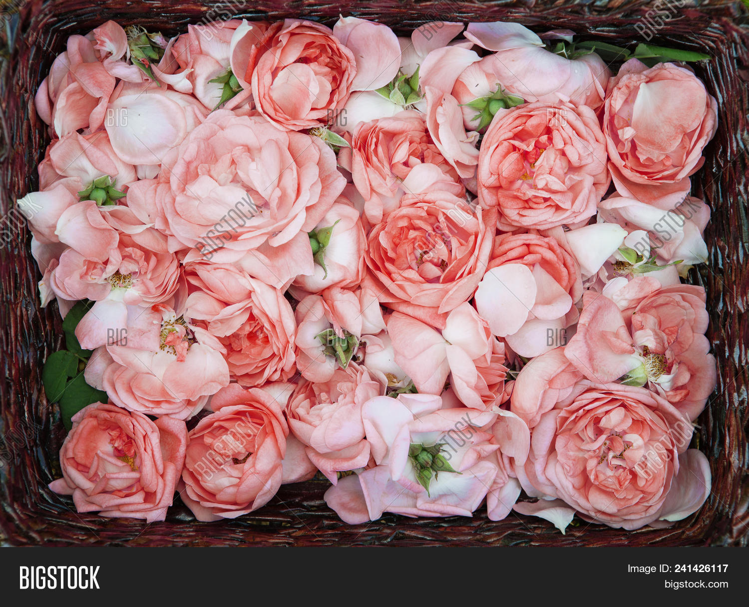 Rose Oil Production. Image & Photo (Free Trial) | Bigstock