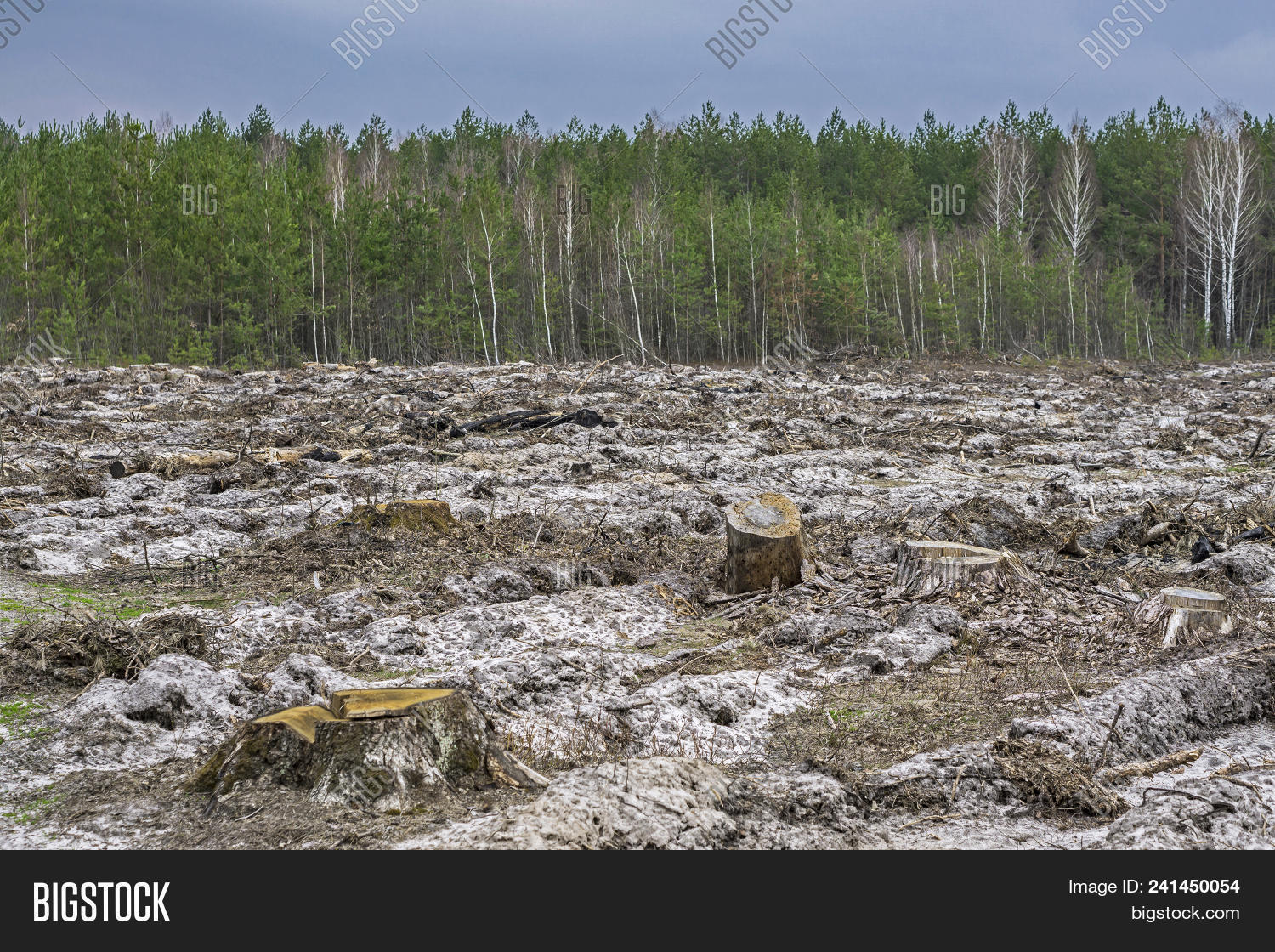 Deforestation. Stump Image & Photo (Free Trial) | Bigstock