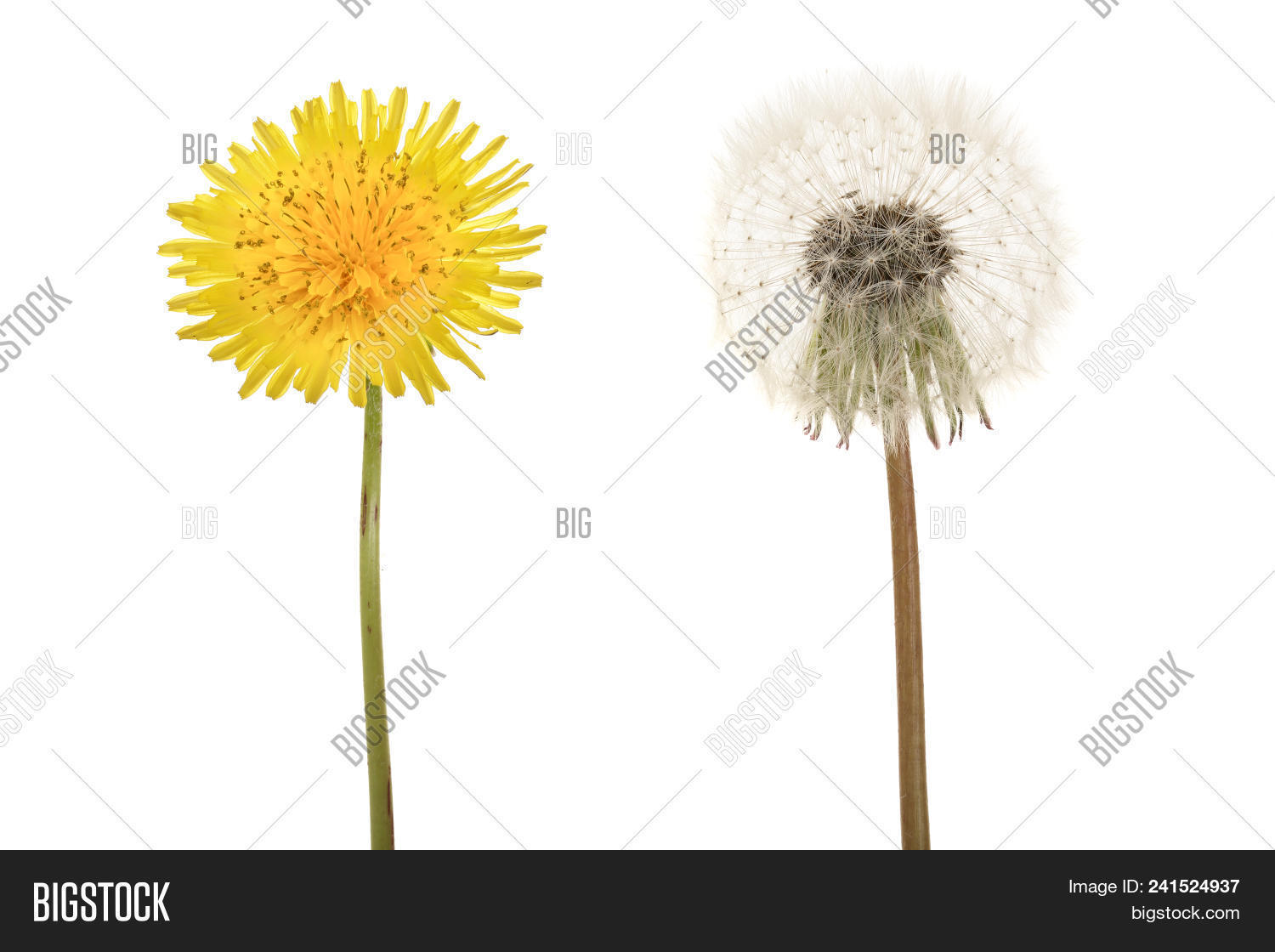Two Dandelion Isolated Image & Photo (Free Trial) | Bigstock