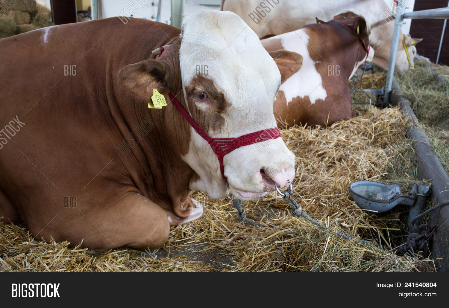 Simmental Cattle Image & Photo (Free Trial) | Bigstock