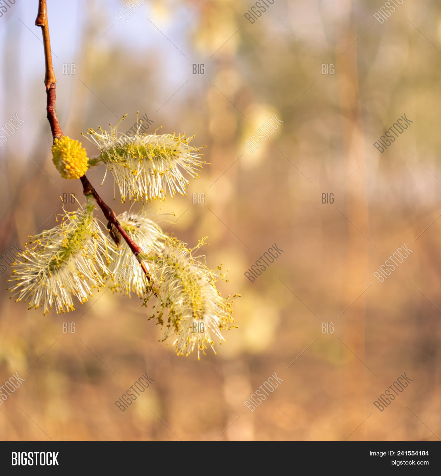 Willow Branches Buds. Image & Photo (Free Trial) | Bigstock