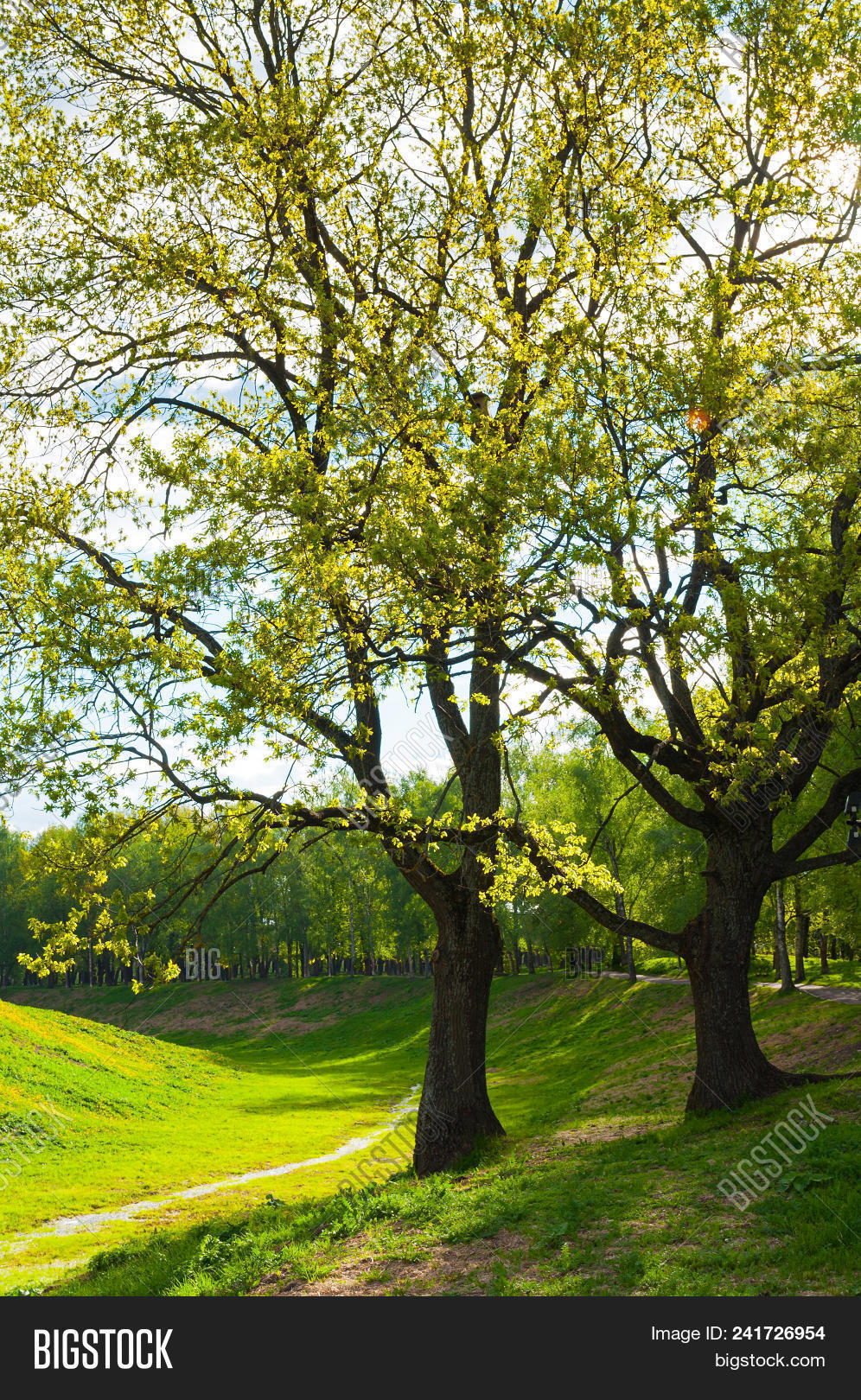 Wonderful Summer Landscape Trees