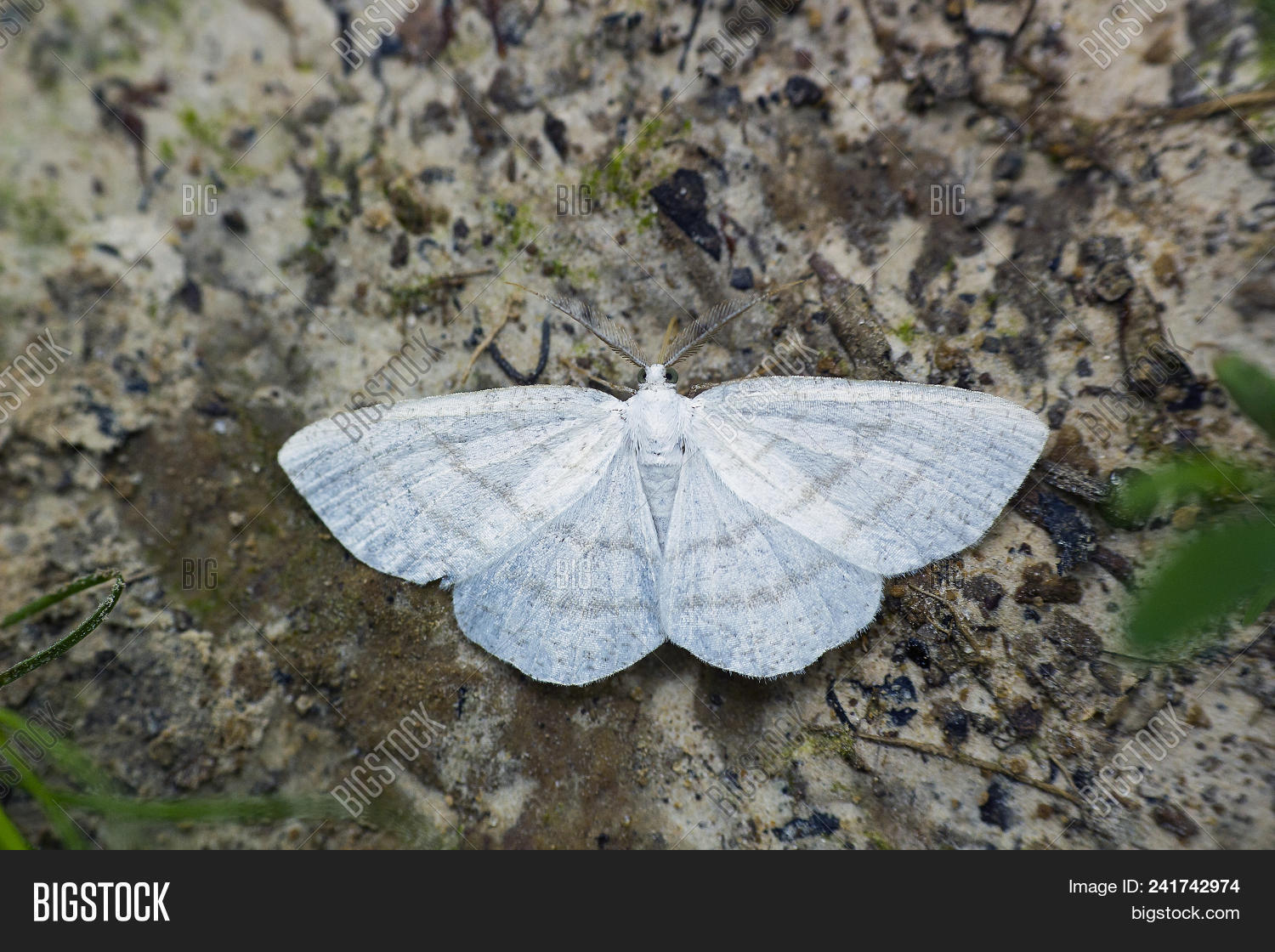 White Little Butterfly Image & Photo (Free Trial) | Bigstock