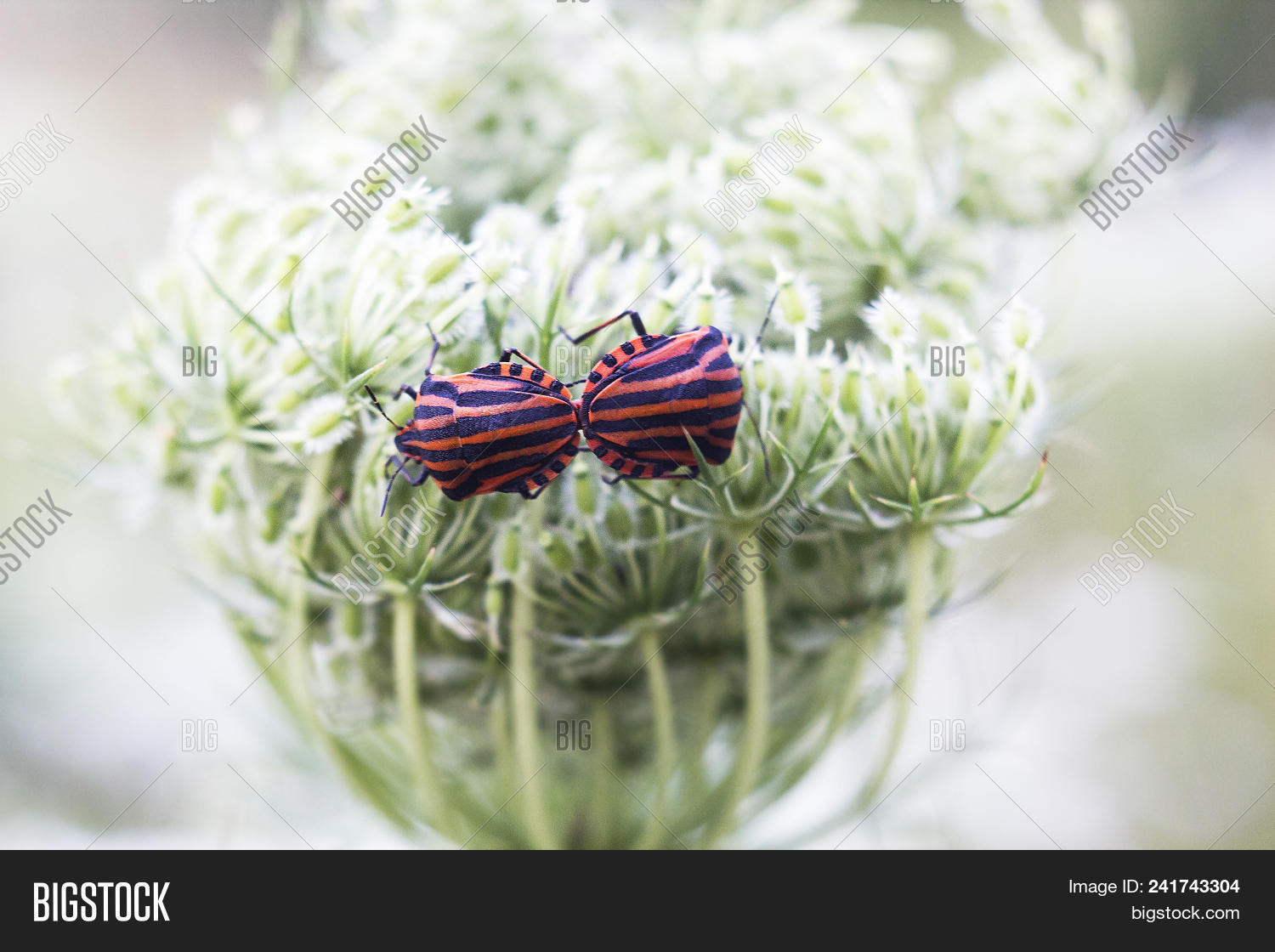 Pair Striped Bugs Image & Photo (Free Trial) | Bigstock