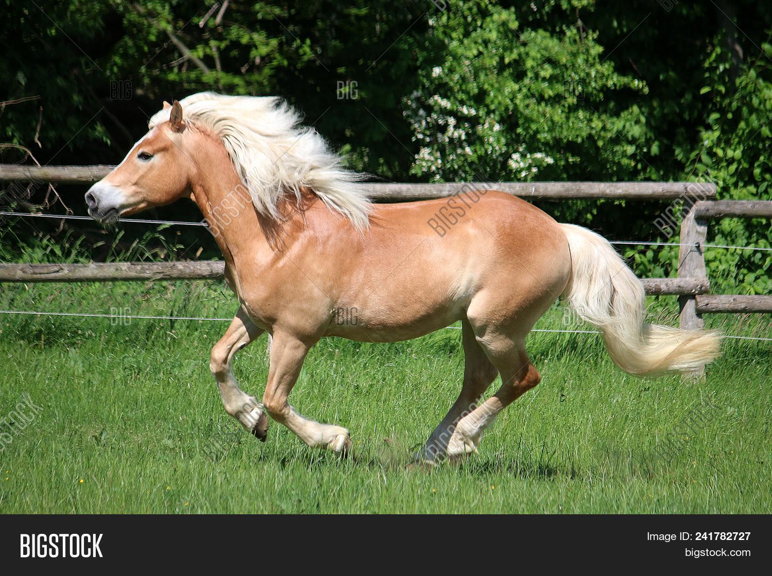 Beautiful Haflinger Image & Photo (Free Trial) | Bigstock