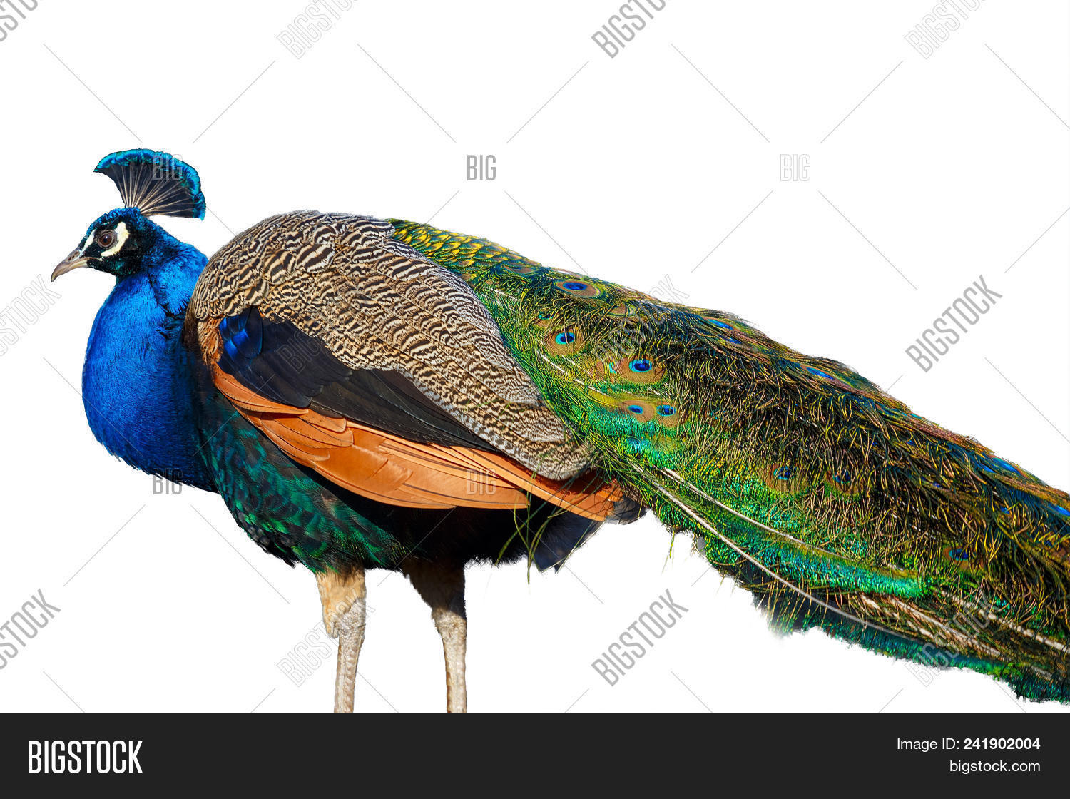 Peacock Isolated On Image & Photo (Free Trial) | Bigstock