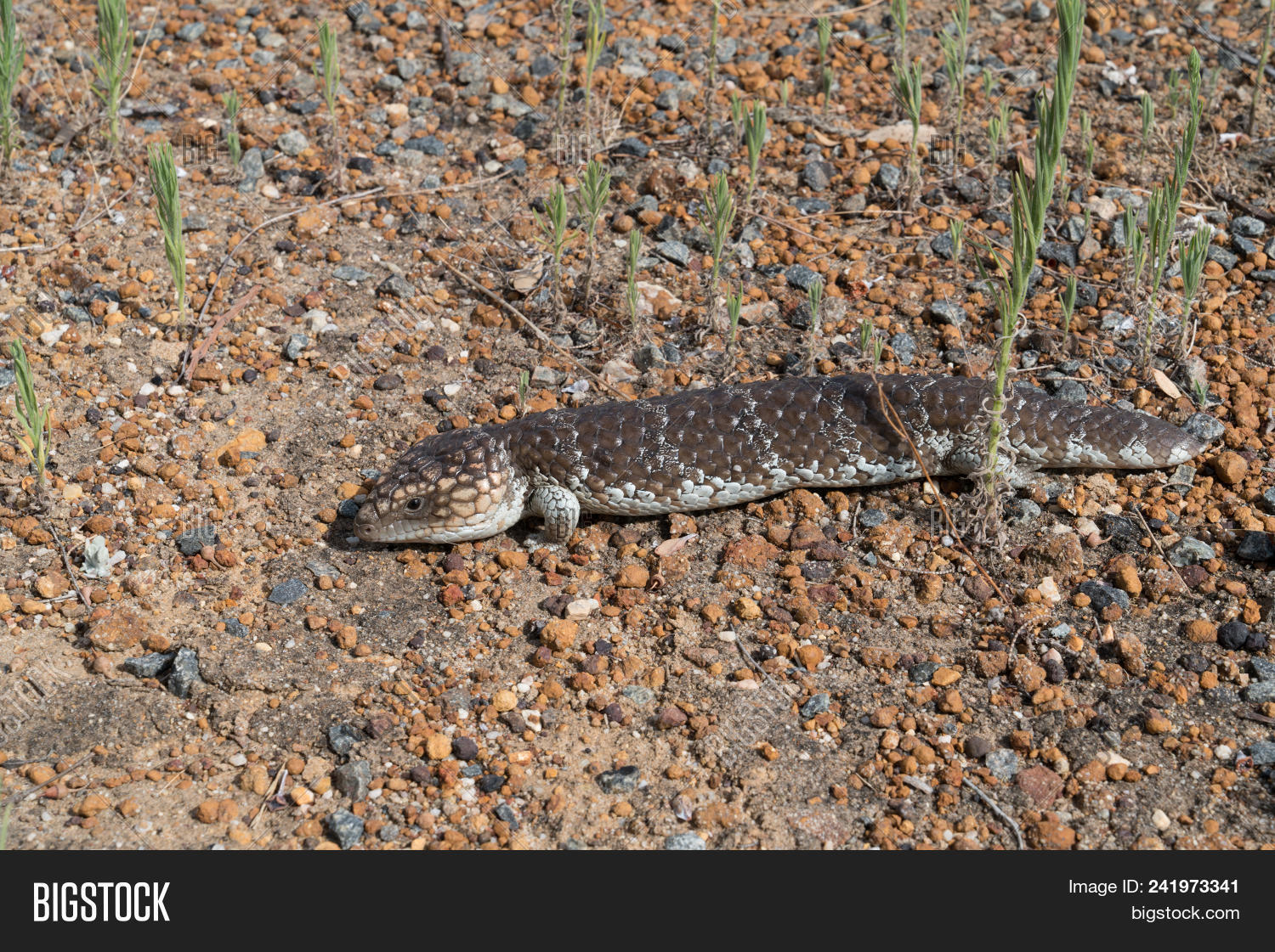 Shingleback Lizard, Image & Photo (Free Trial) | Bigstock