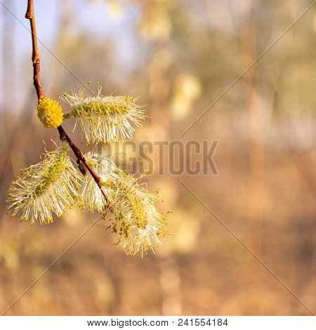 Willow Branches Buds. Image & Photo (Free Trial) | Bigstock
