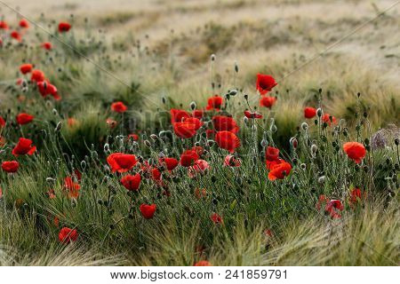Late Summer Field Image & Photo (Free Trial) | Bigstock