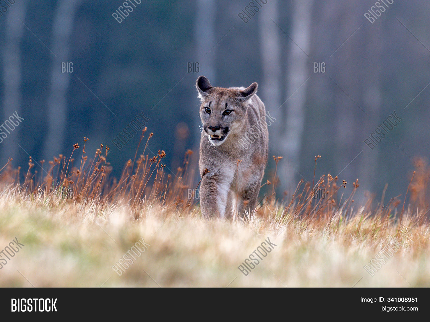 Cougar (puma Concolor Image & Photo (Free Trial) | Bigstock