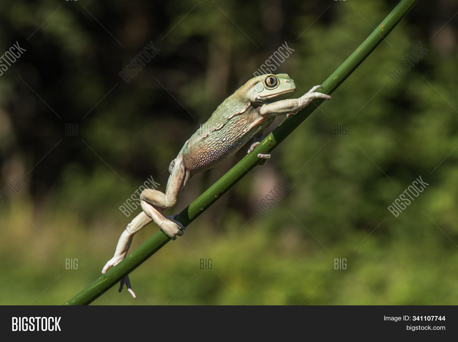 Green Frog Image & Photo (Free Trial) | Bigstock