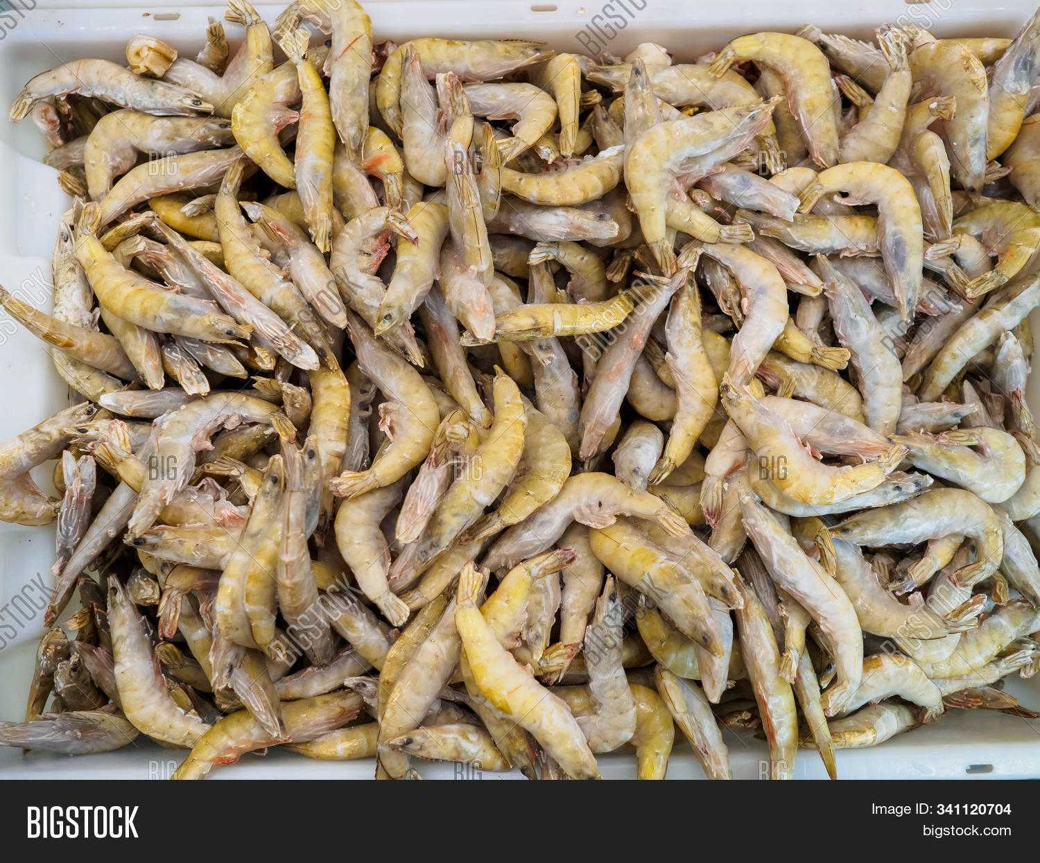 Box Frozen Tiger Image & Photo (Free Trial) | Bigstock