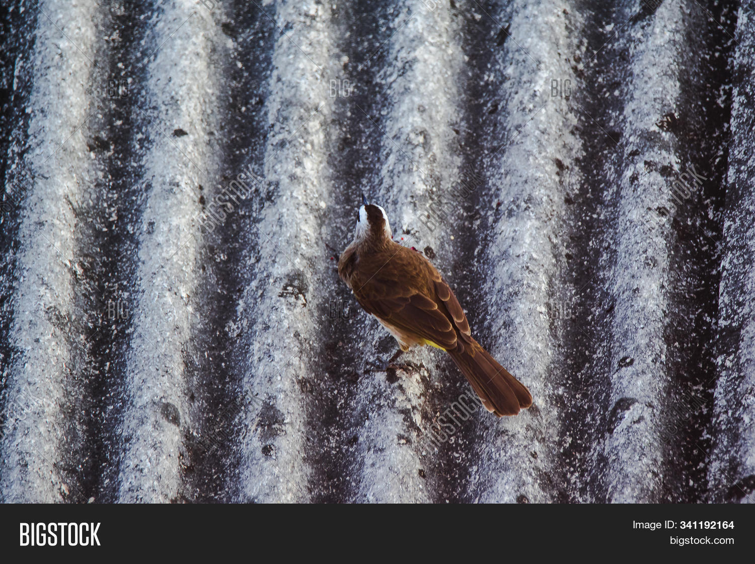 Yellow-vented Bulbul ( Image & Photo (Free Trial) | Bigstock