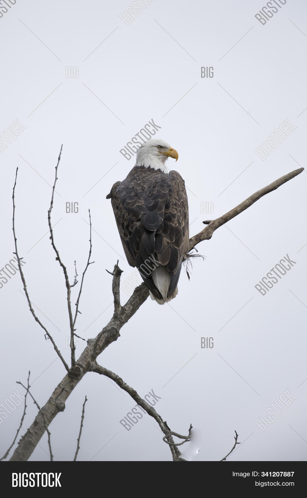Perched Bald Eagle Image & Photo (Free Trial) | Bigstock