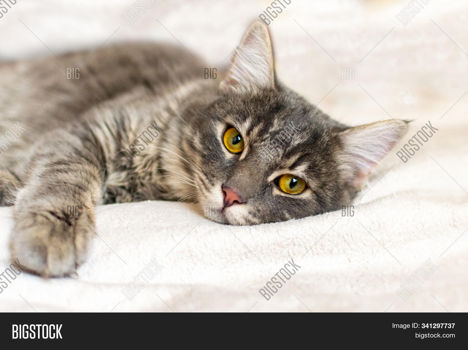 Sad Sick Young Gray Image & Photo (Free Trial) | Bigstock