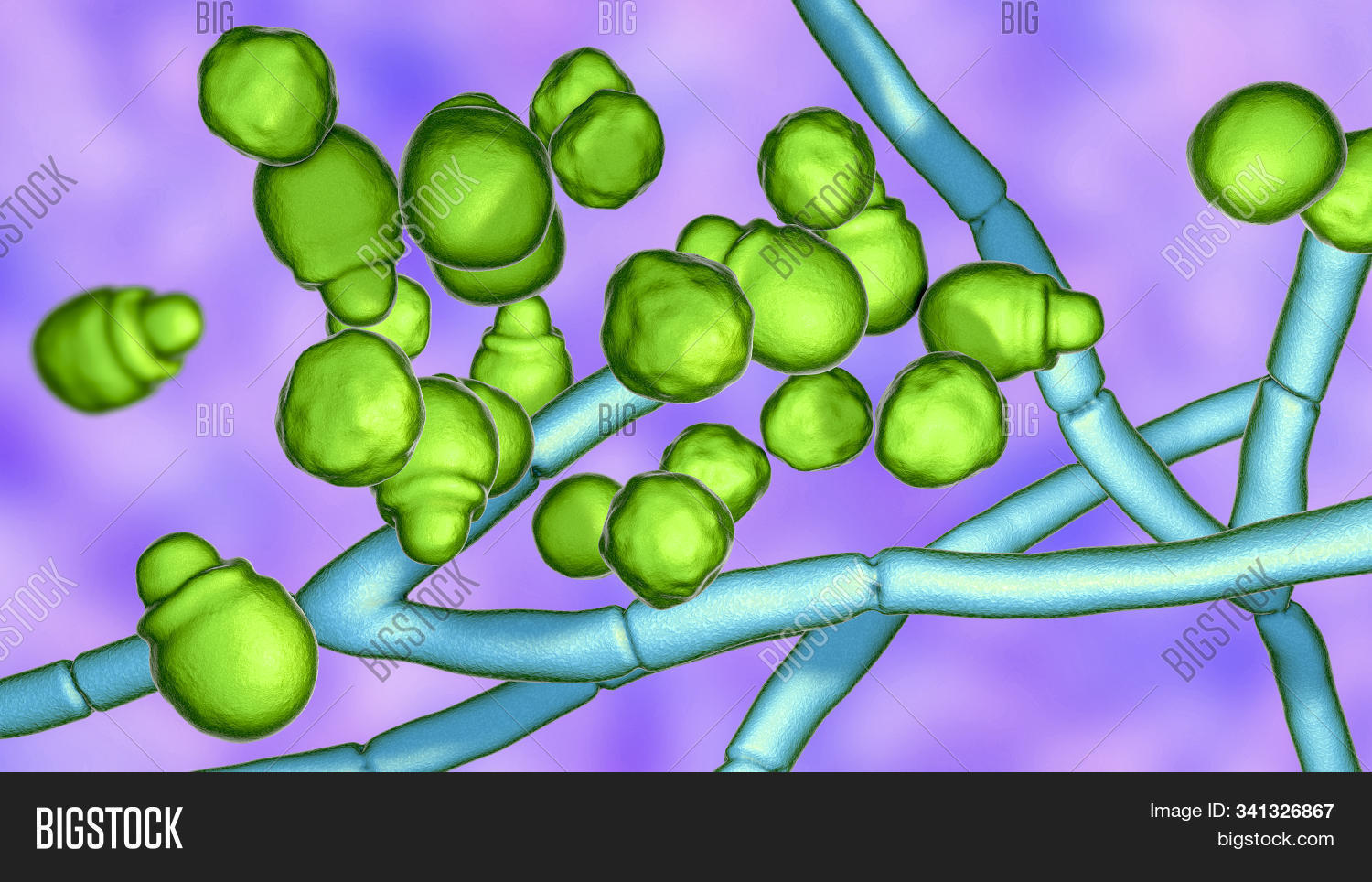 Microscopic Fungi Image & Photo (Free Trial) | Bigstock