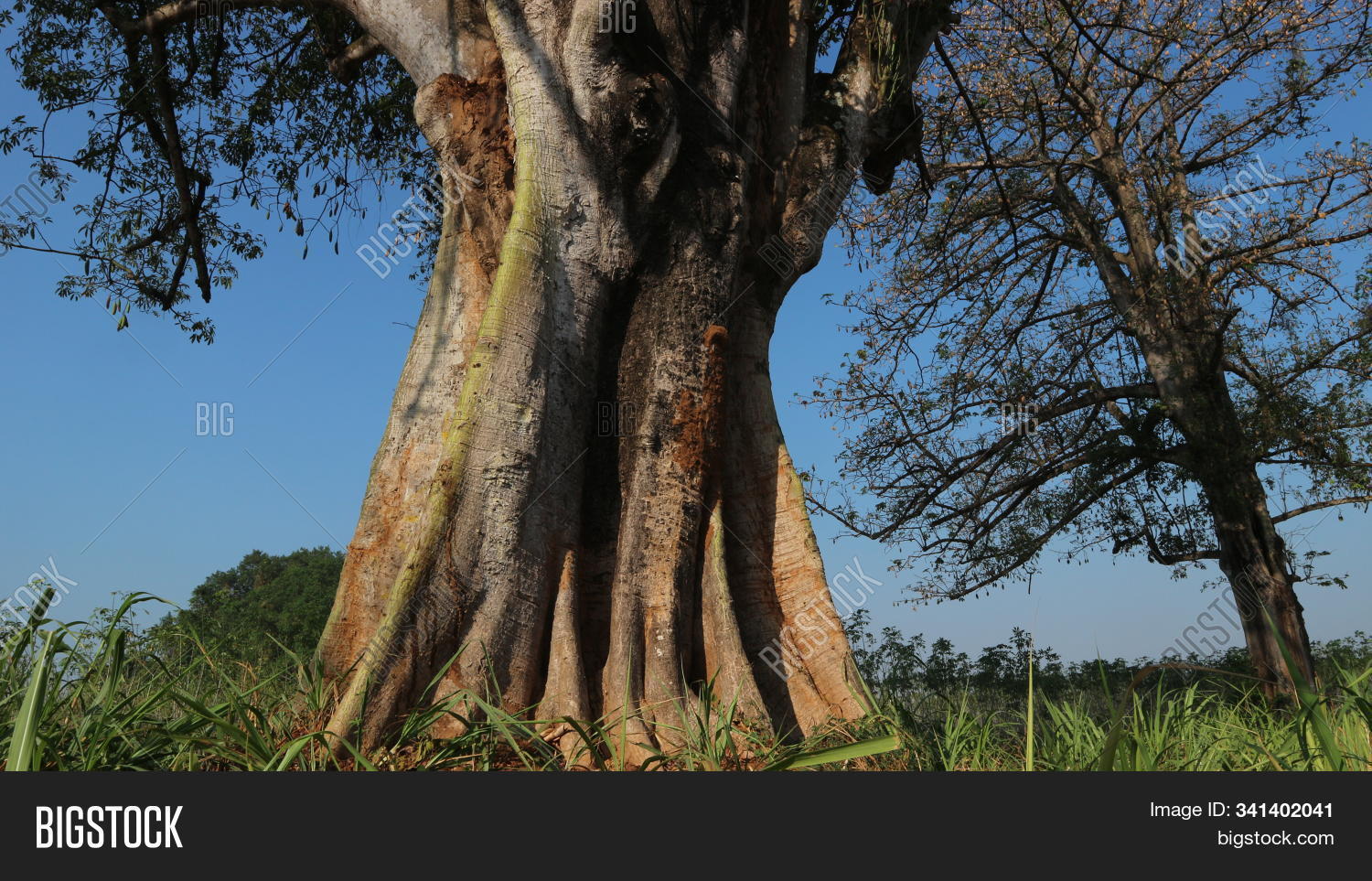 Large Old Kapok Tree Image & Photo (Free Trial) | Bigstock