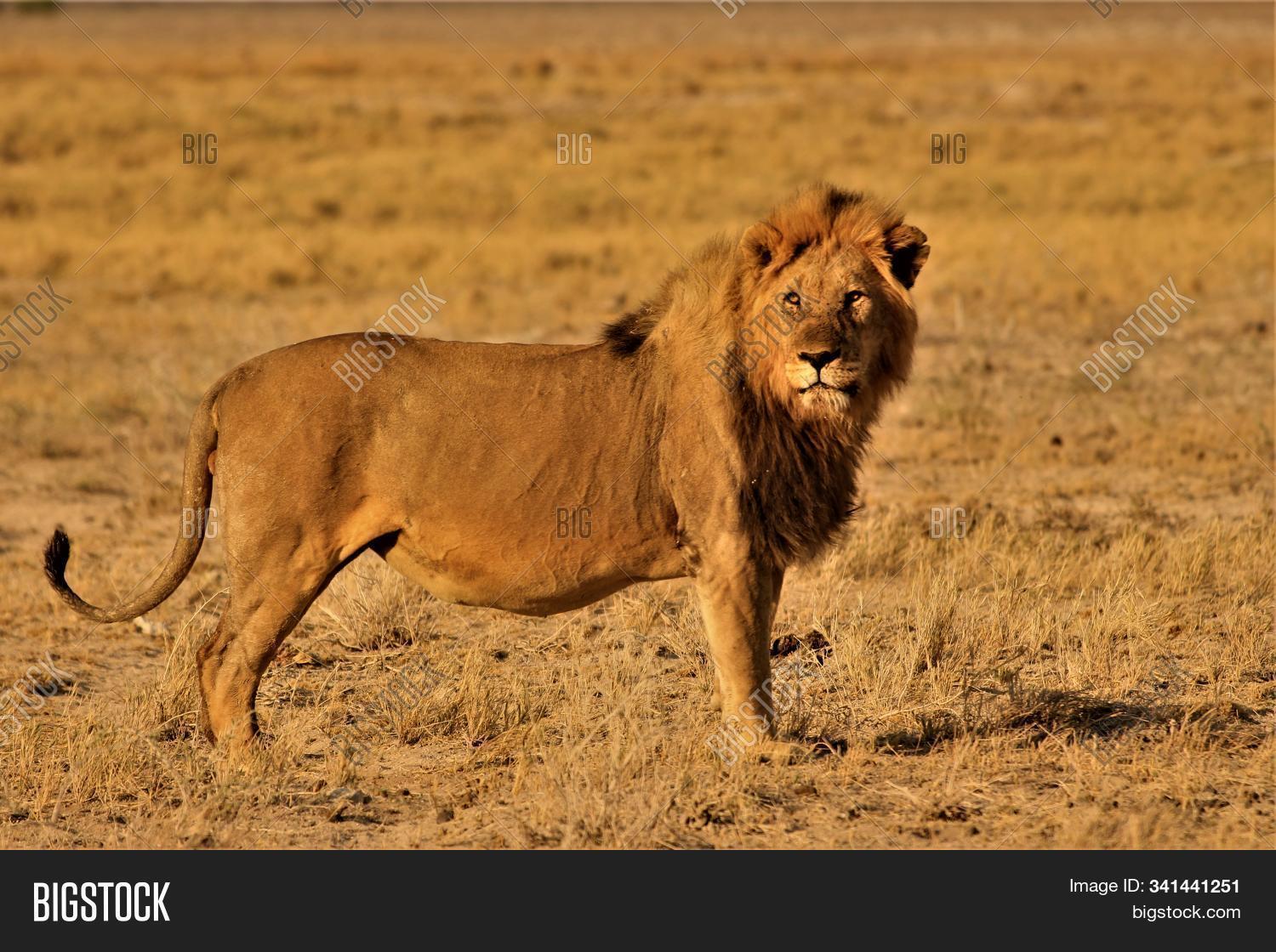 Male Lion Standing Image & Photo (Free Trial) | Bigstock