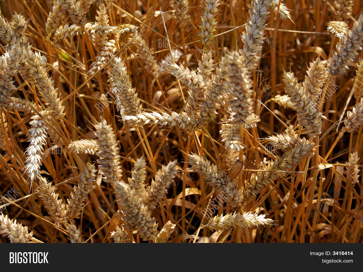 Ripe Wheat Image & Photo (Free Trial) | Bigstock