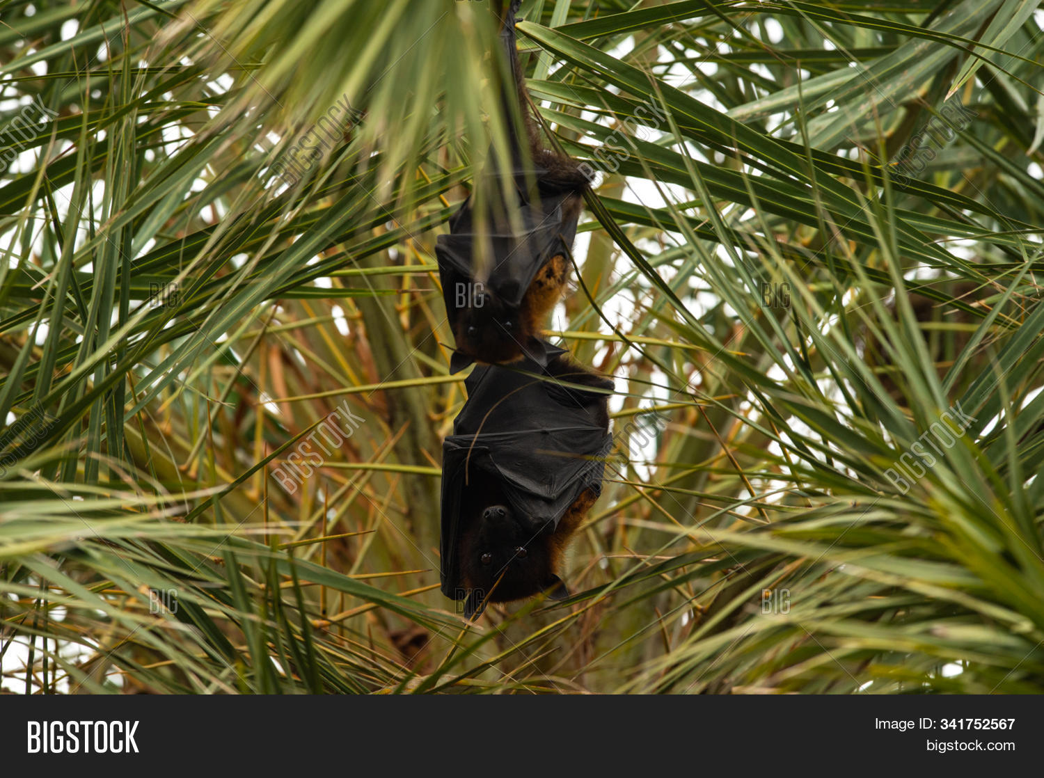 Indian Flying Fox Image & Photo (Free Trial) | Bigstock