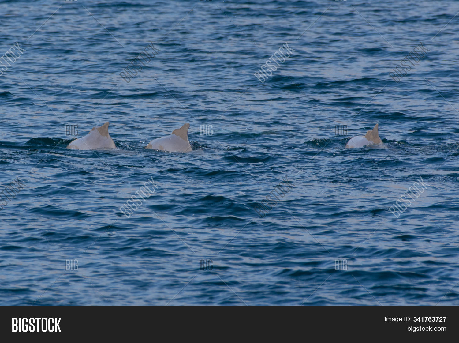 Indo-pacific Humpback Image & Photo (Free Trial) | Bigstock
