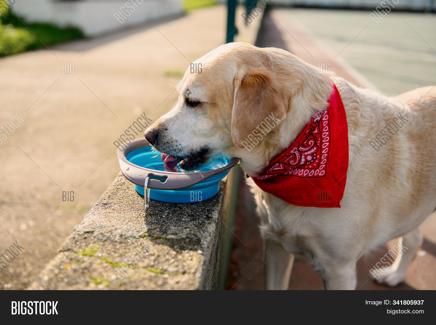 Labrador Dog Drinks Image & Photo (Free Trial) | Bigstock
