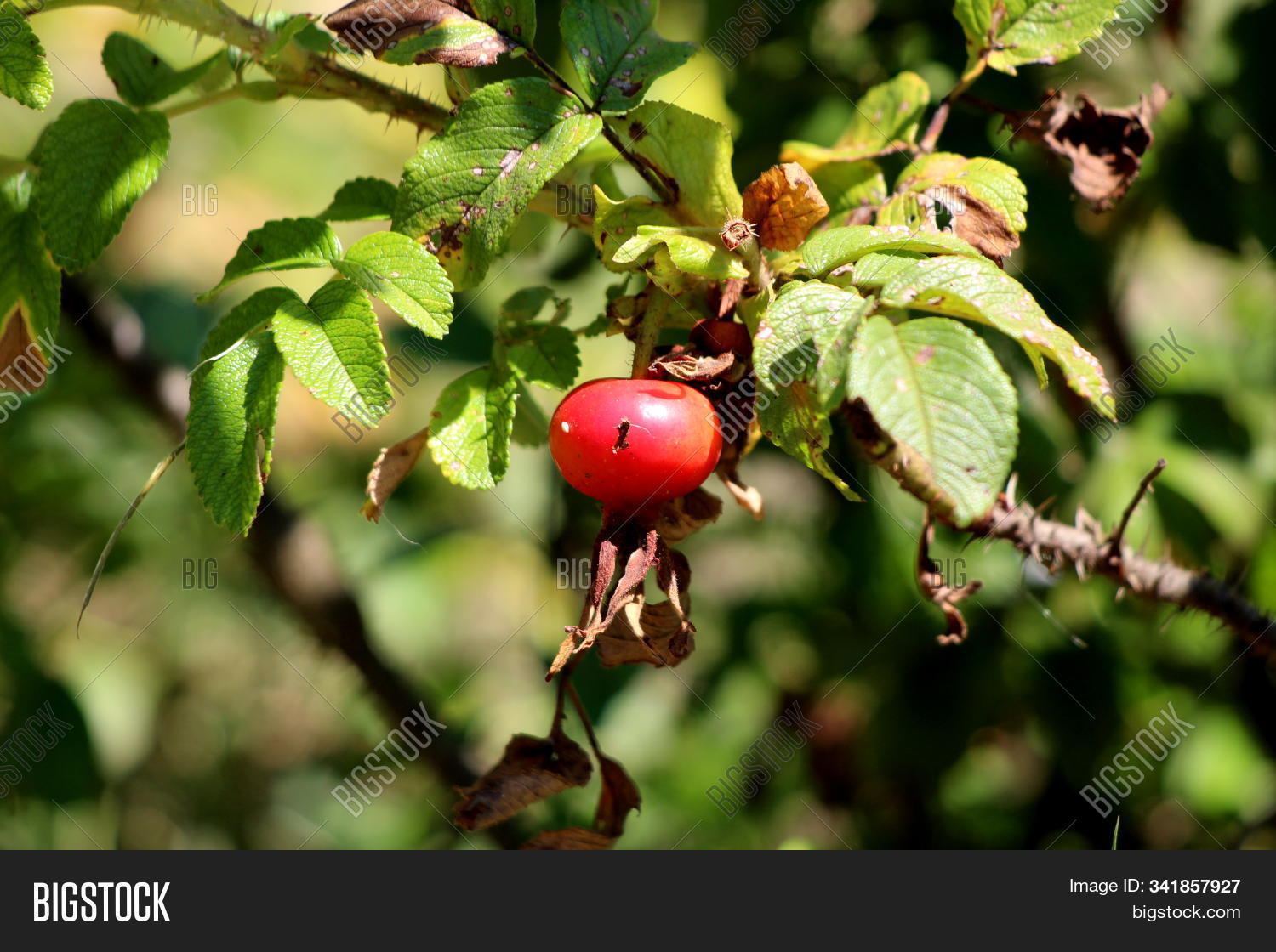 Beach Rose Rosa Rugosa Image & Photo (Free Trial) | Bigstock