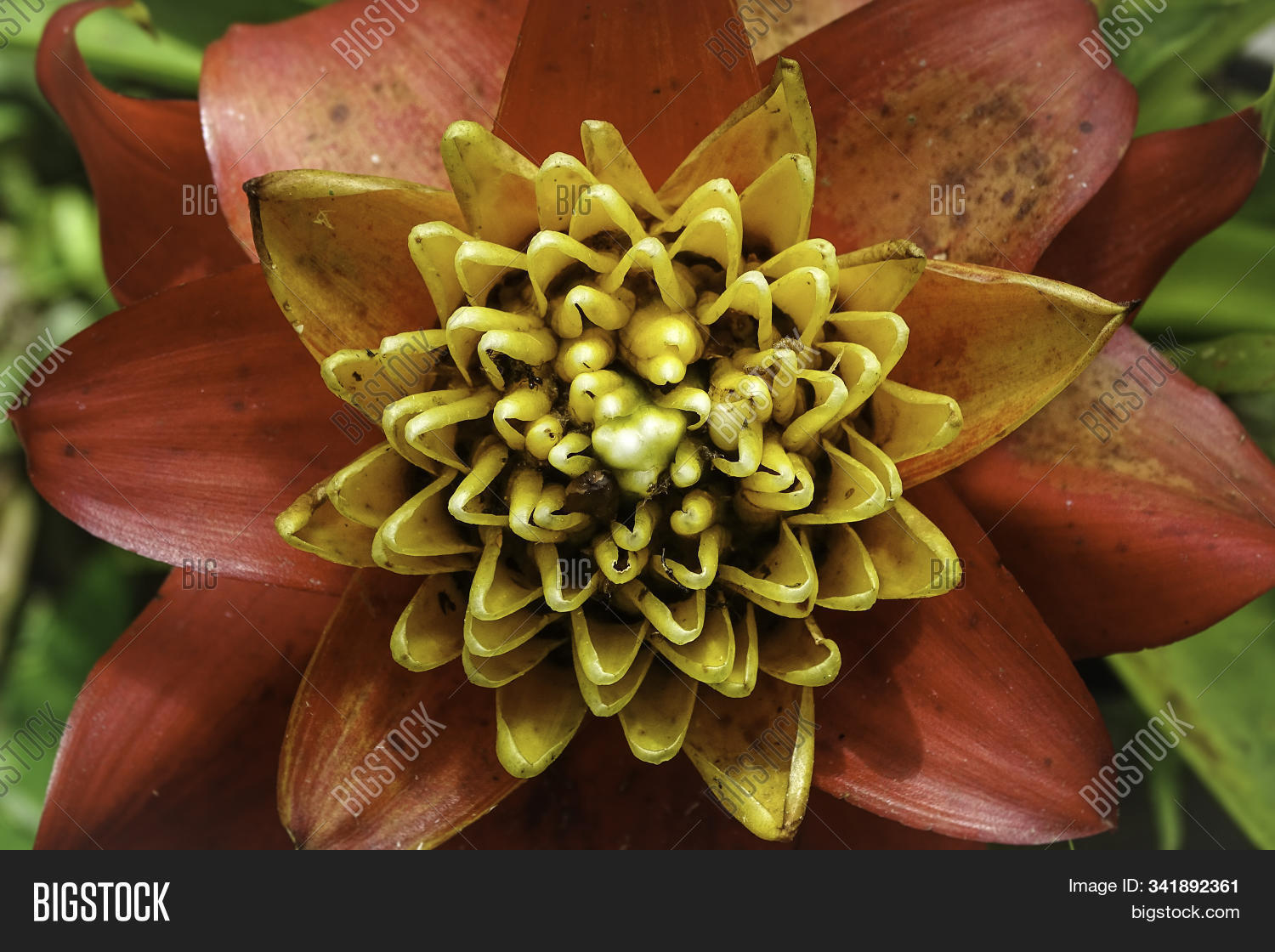 Native Ecuadorian Image & Photo (Free Trial) | Bigstock