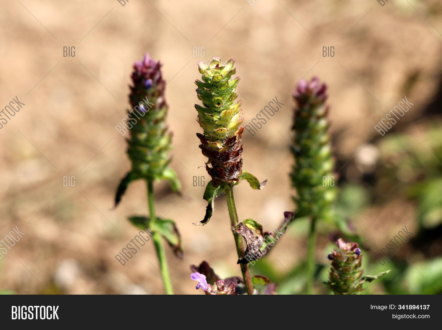 Three Heal All Image & Photo (Free Trial) | Bigstock