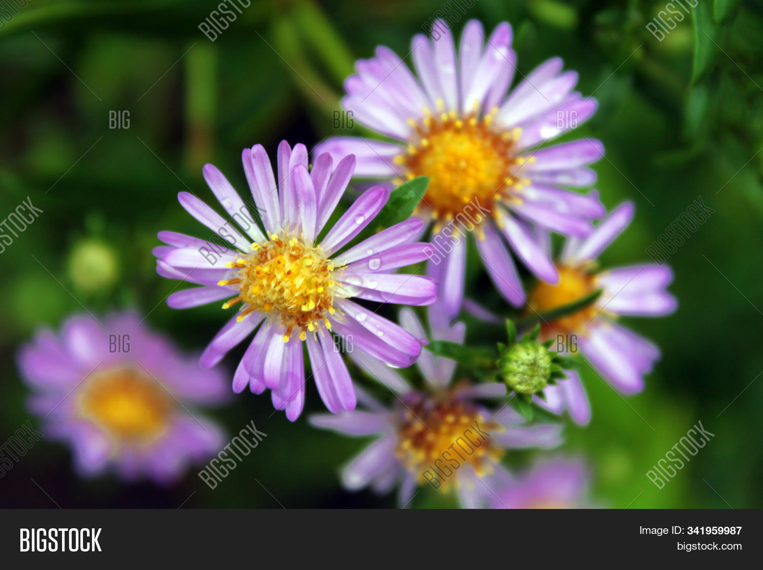 Purple Color Alpine Image & Photo (Free Trial) | Bigstock