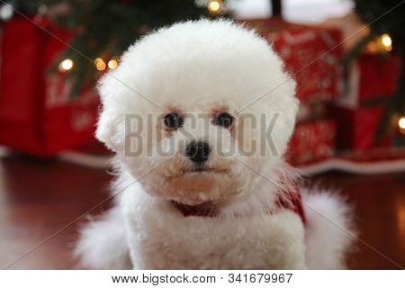 Bichon Frise Christmas Image & Photo (Free Trial) | Bigstock