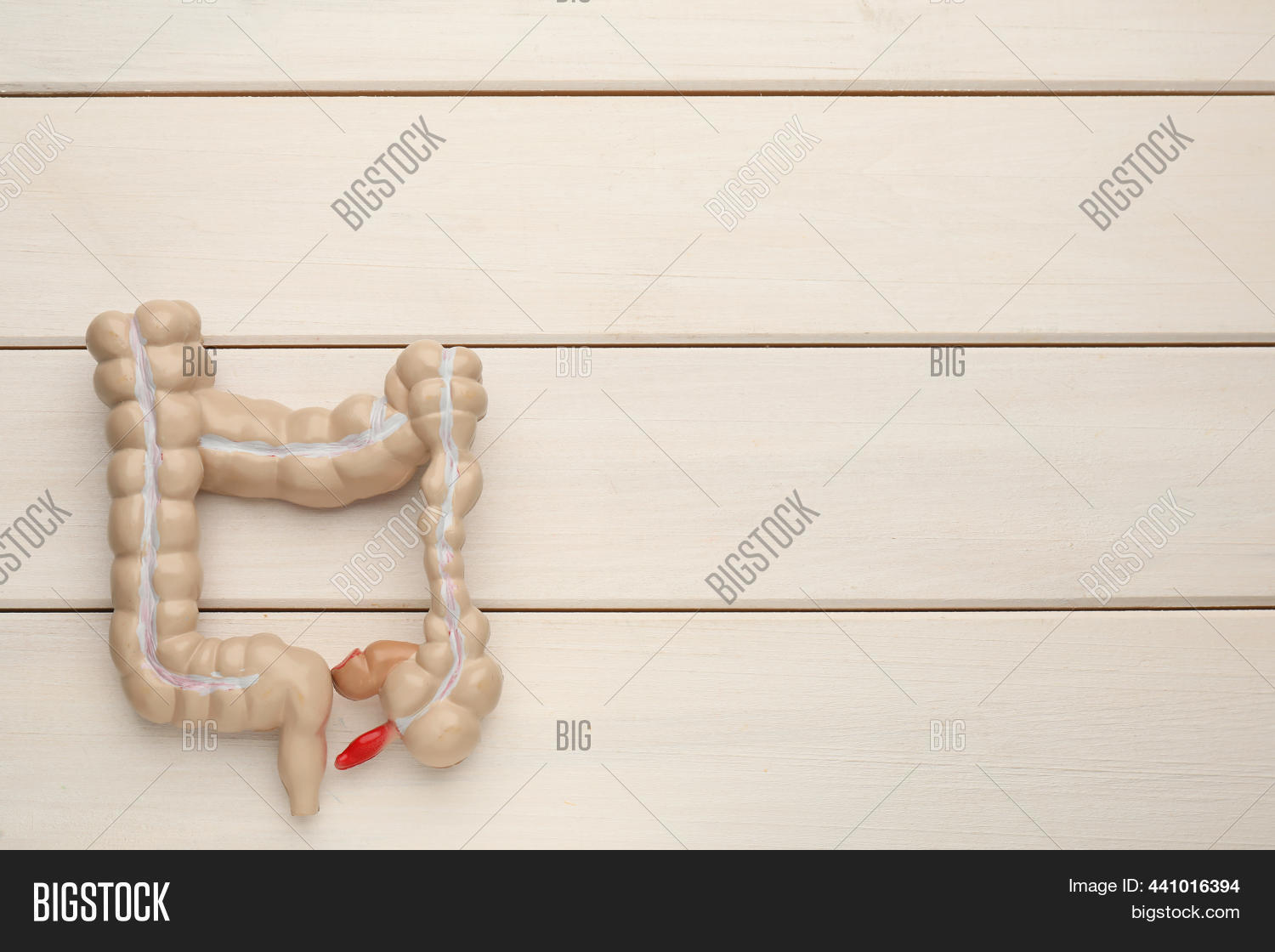 Anatomical Model Large Image & Photo (Free Trial) | Bigstock