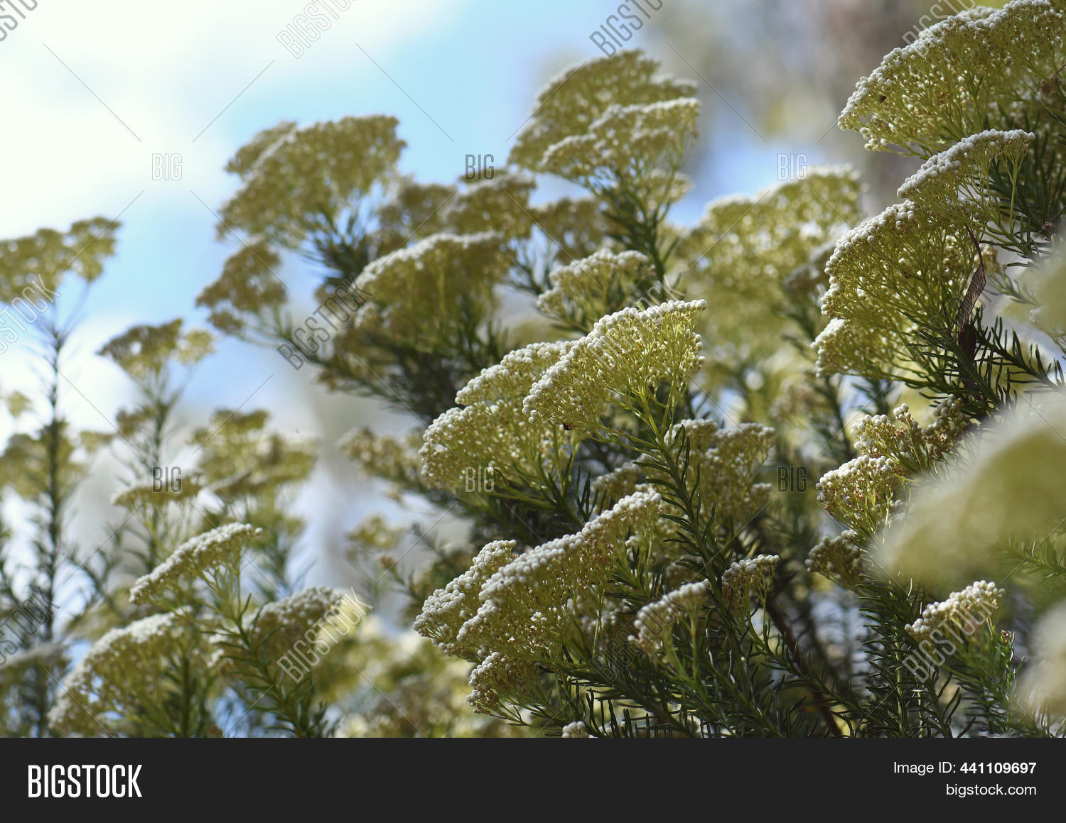 Australian Native Rice Image & Photo (Free Trial) | Bigstock