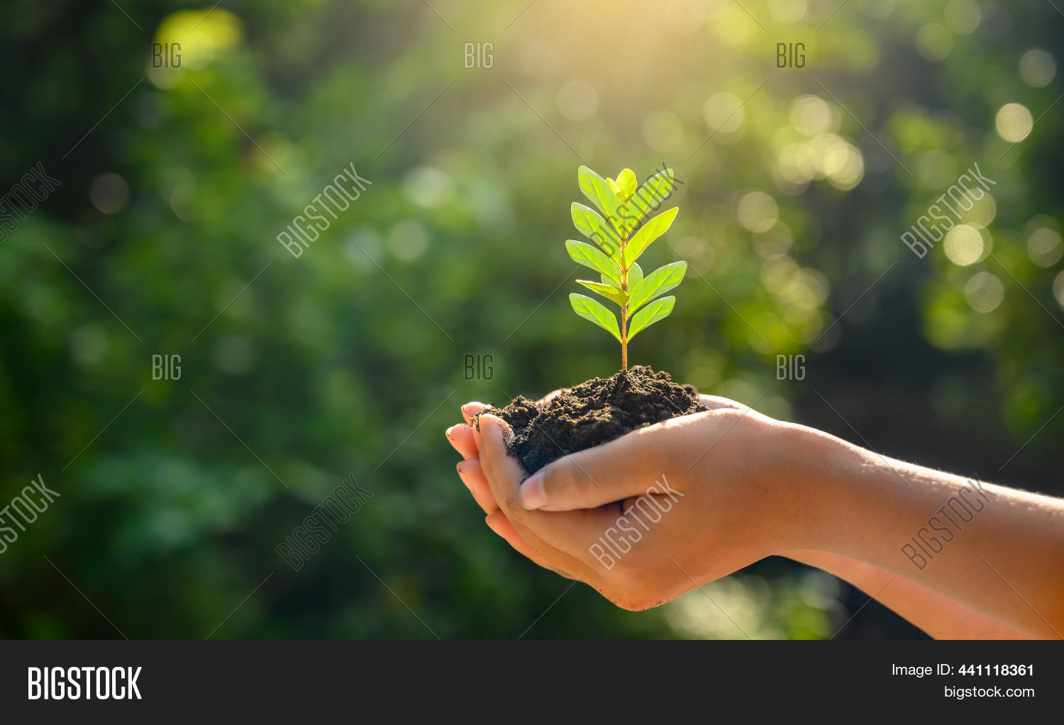 Hands Trees Growing Image & Photo (Free Trial) | Bigstock