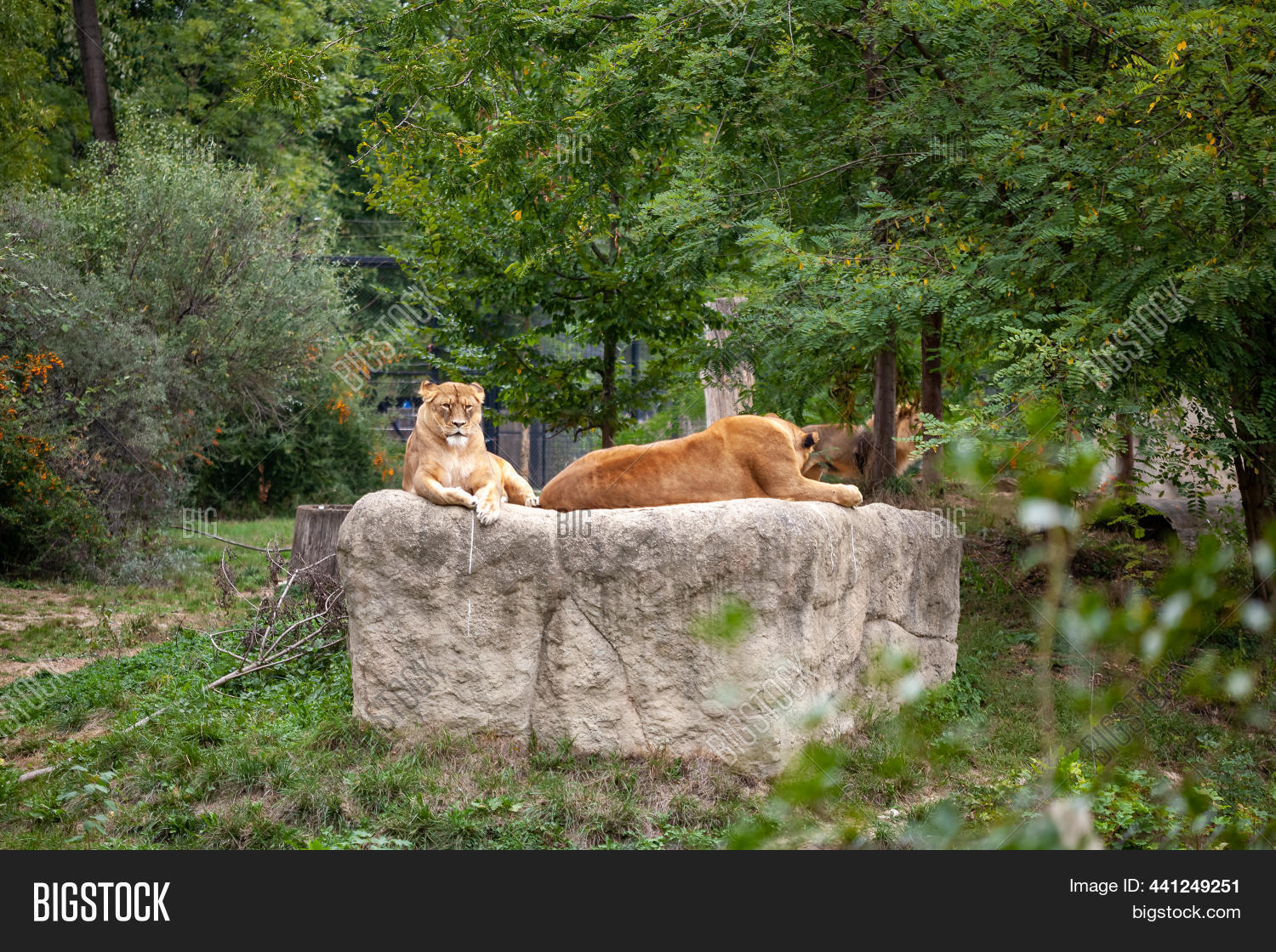 Caged Wild Animals Image & Photo (Free Trial) | Bigstock