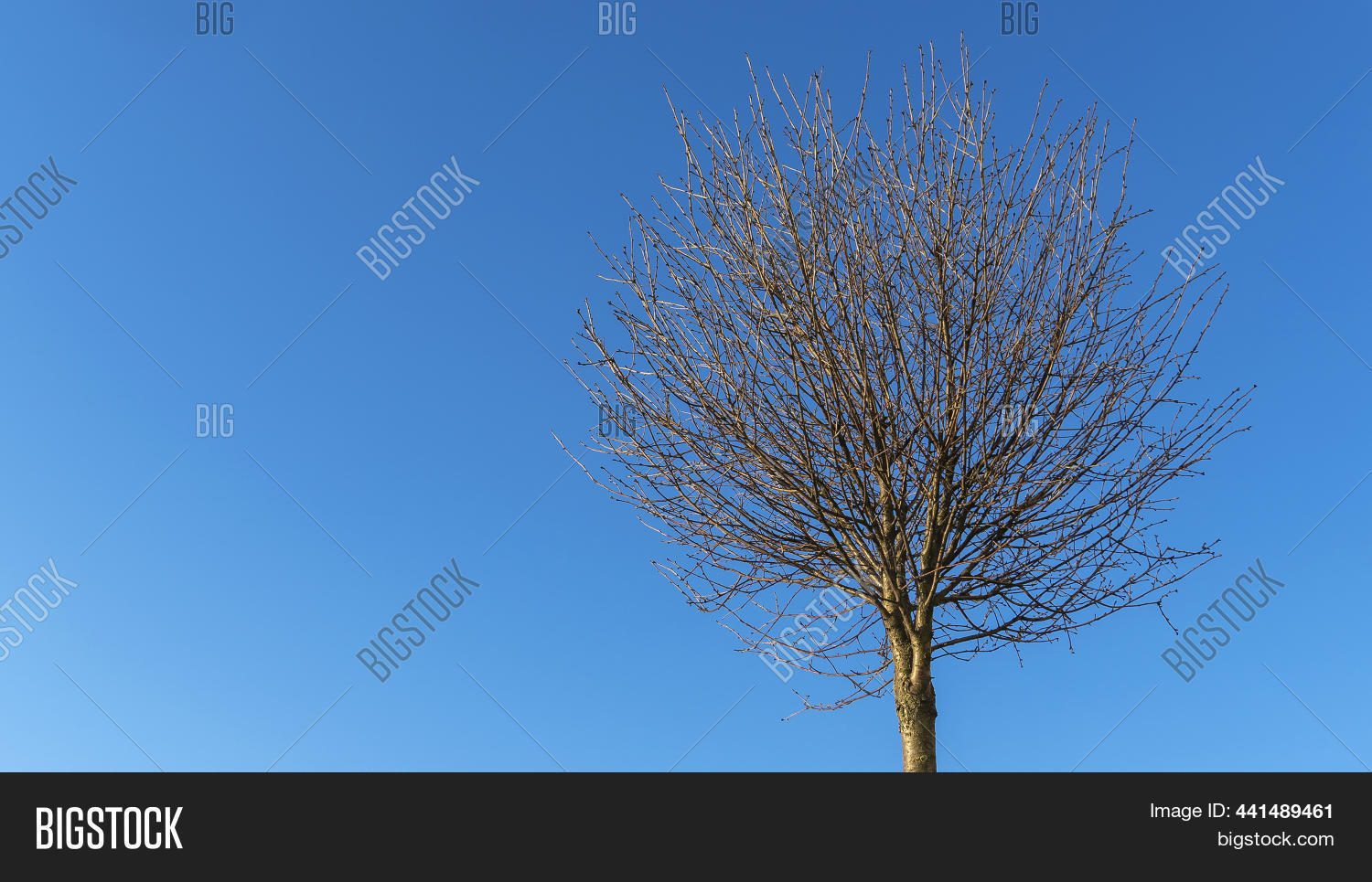 Round Crowns Image & Photo (Free Trial) | Bigstock