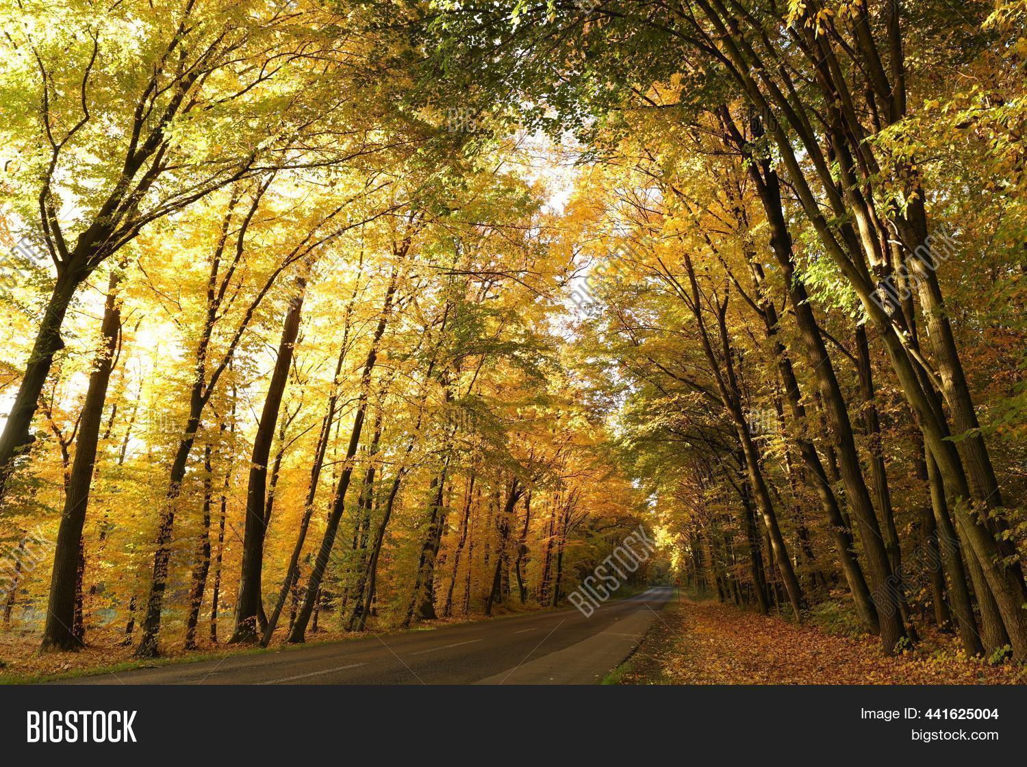 Autumn Forest Path Image & Photo (Free Trial) | Bigstock