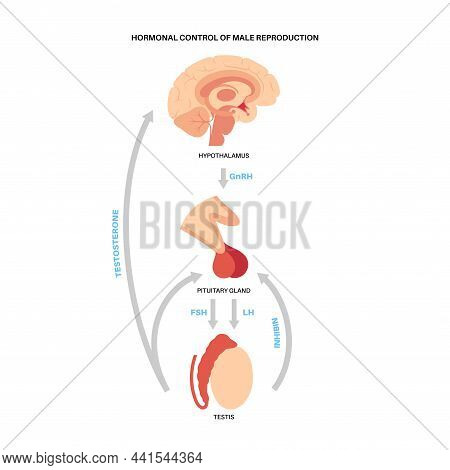 Hormonal Control Male Vector & Photo (Free Trial) | Bigstock